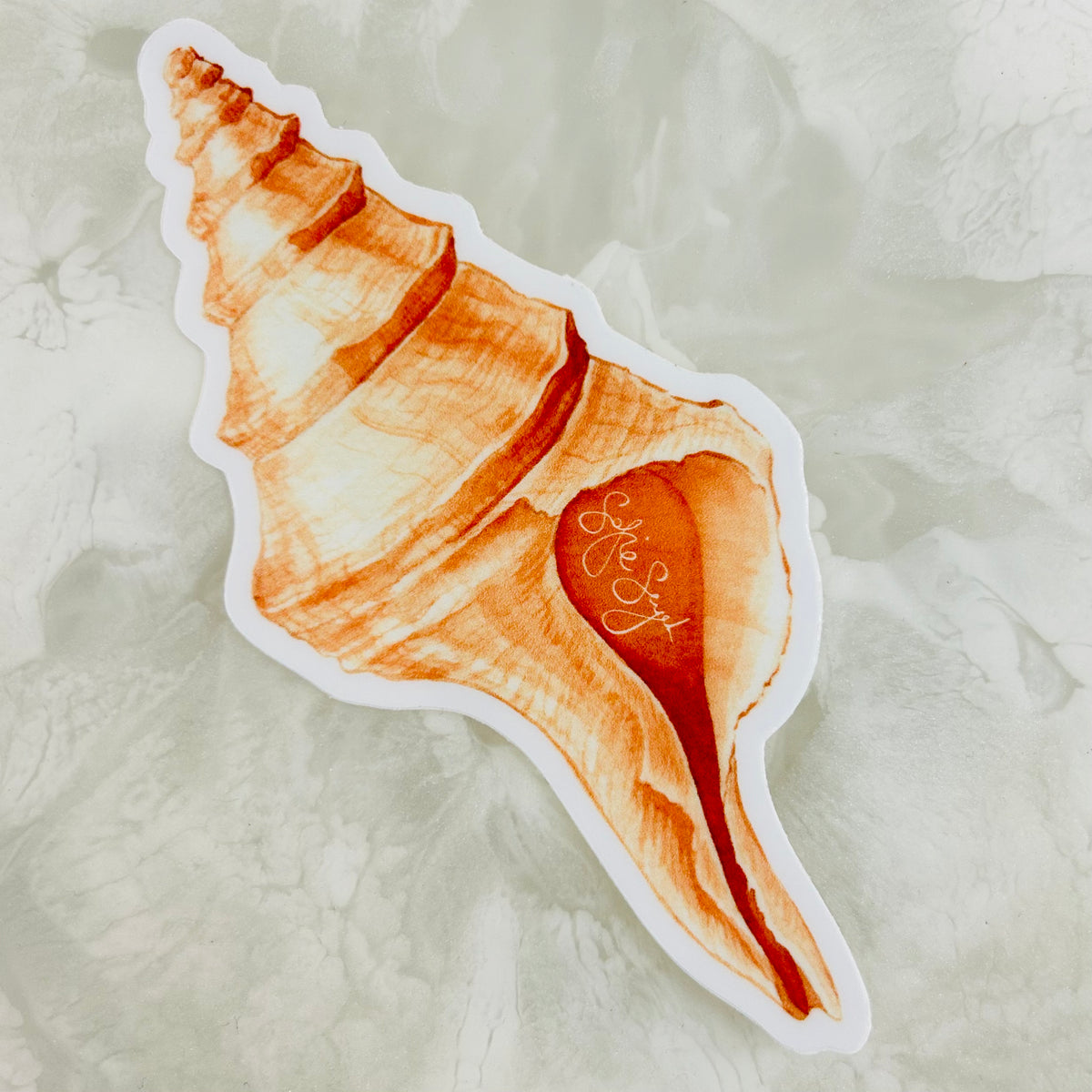 Australian Trumpet Conch Sticker – Cafe Collective WA